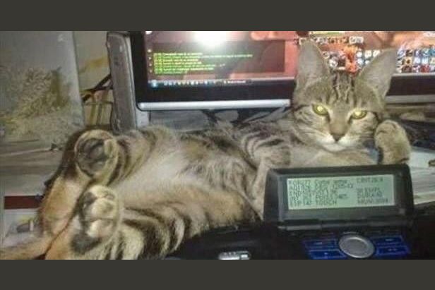 16 Pics That Perfectly Demonstrate The Amazing Cat Logic