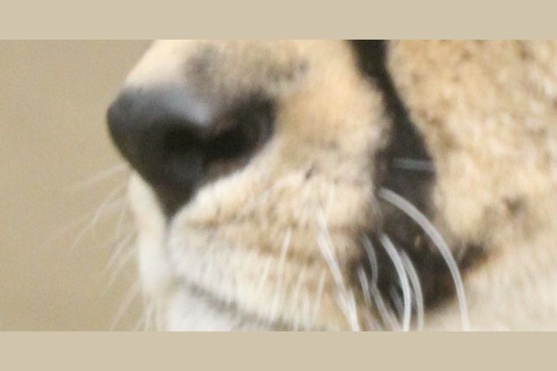 Quel Est Cet Animal quel-est-cet-animal
