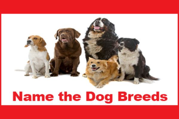 Guess The Dog Breed