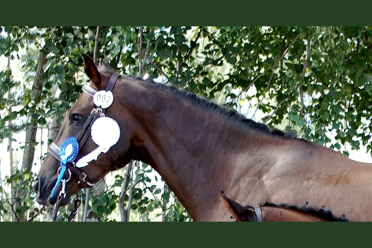 are you a true horse person