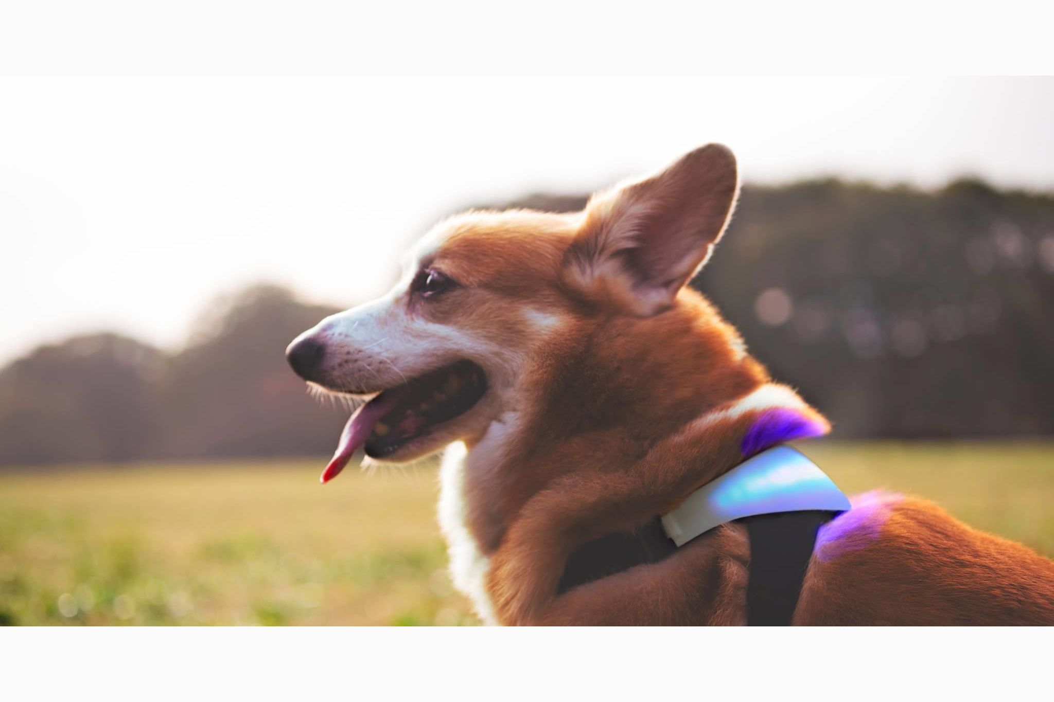 There's A Snazzy New Harness You Can Buy For Your Dog That Will Show ...