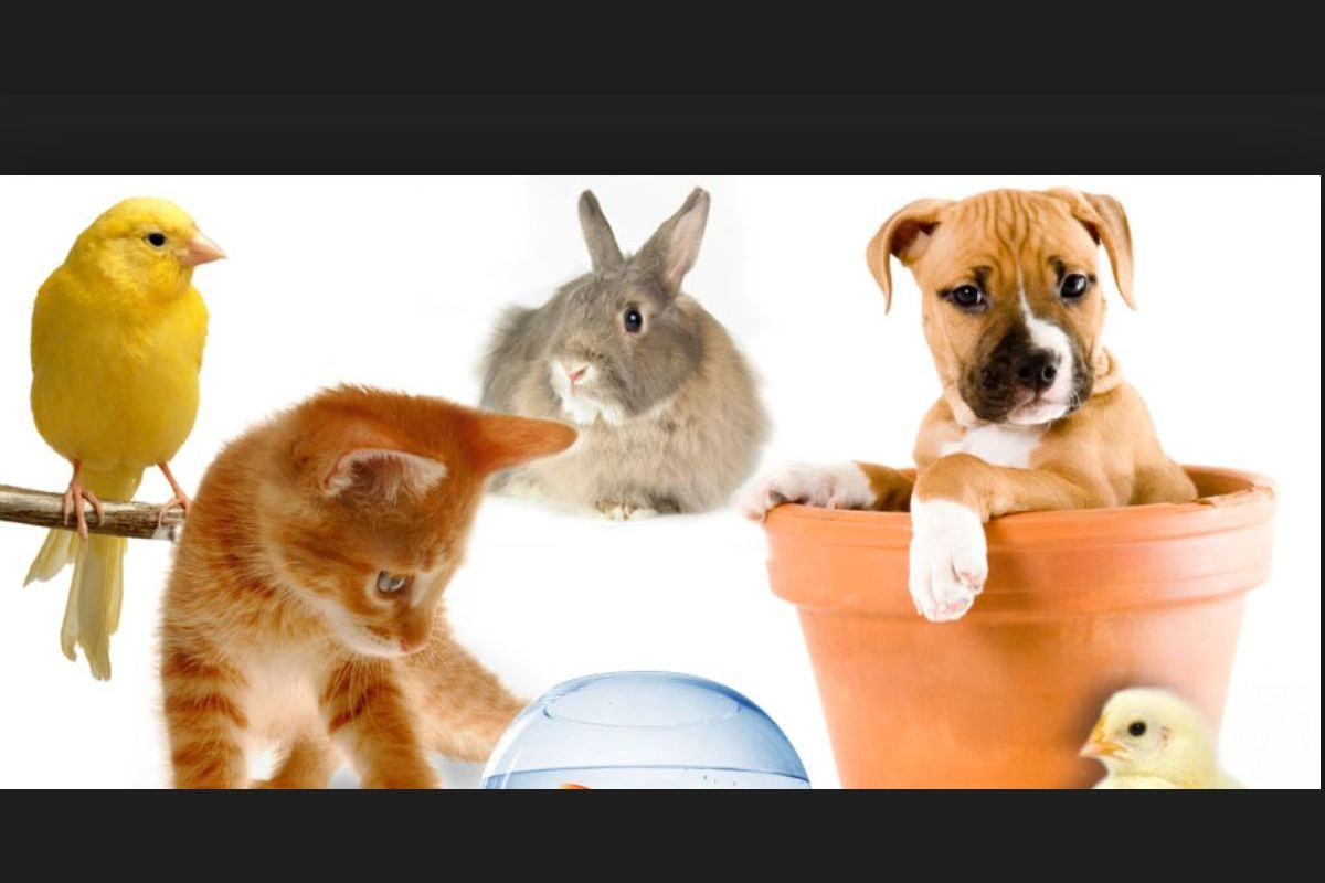 What Animal Should You get as a Pet