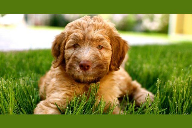 Quiz: Can You Guess the Doodle Dog Mix?