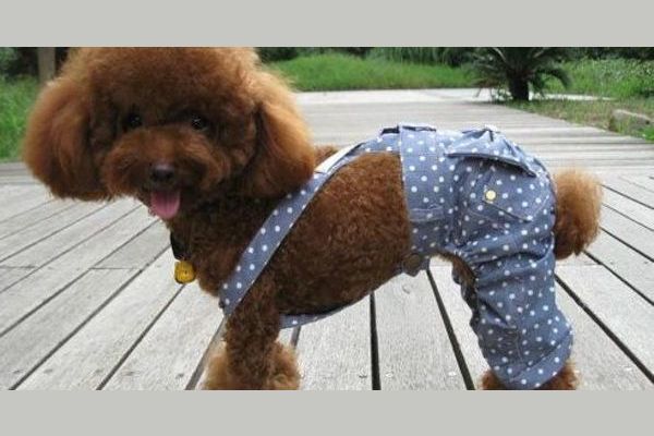 Si los perros llevaran Pantalones ¿Cómo lo harían?