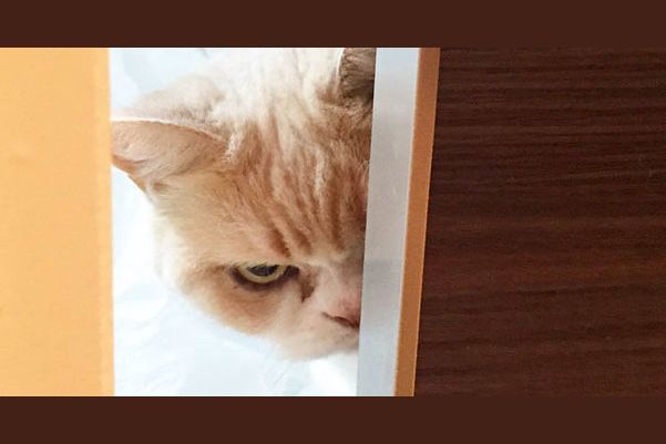 Expectation Vs. Reality: As Told By An Extremely Grumpy Cat