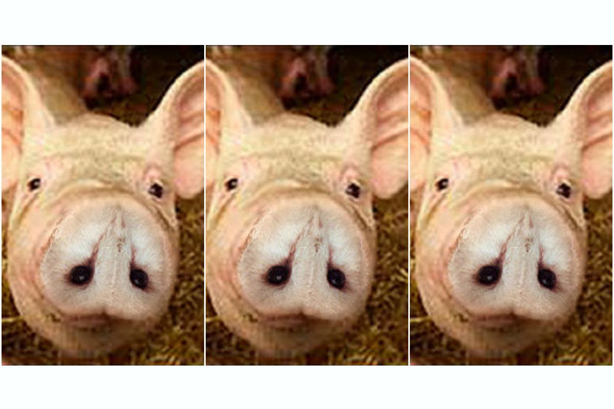 How Fast Can You Find The Hidden Owl?