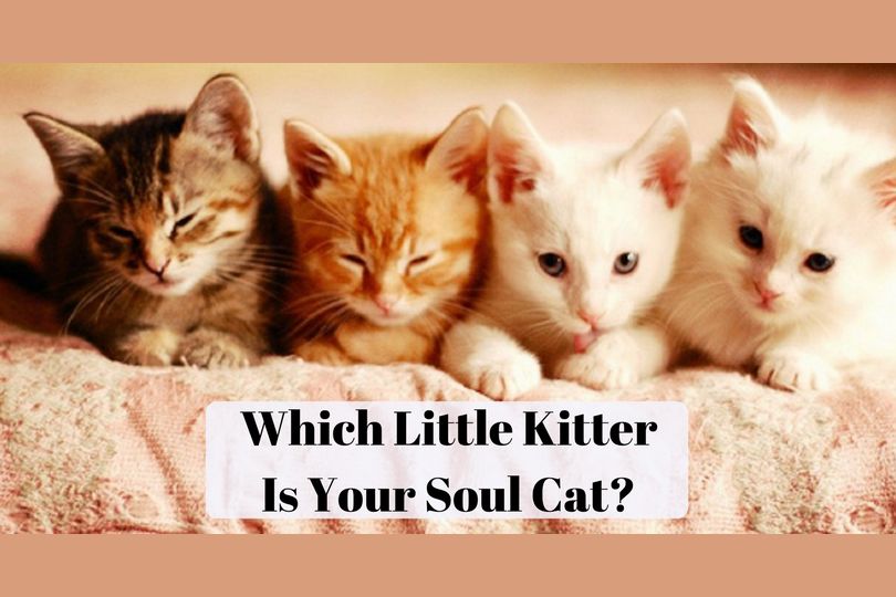 Which Little Kitten Is Your Soul Cat?