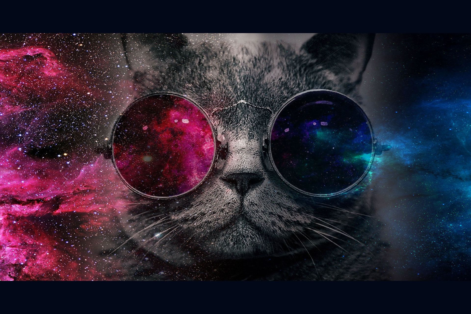 What Is The Absolute Perfect Cat Breed For You?