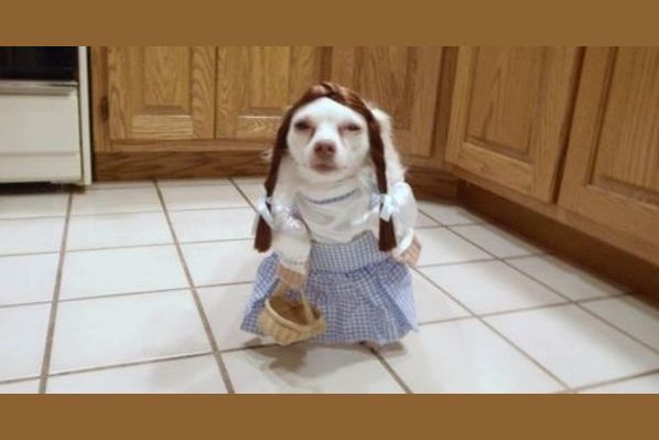 25 Crucial Photos of Animals Doing People Things