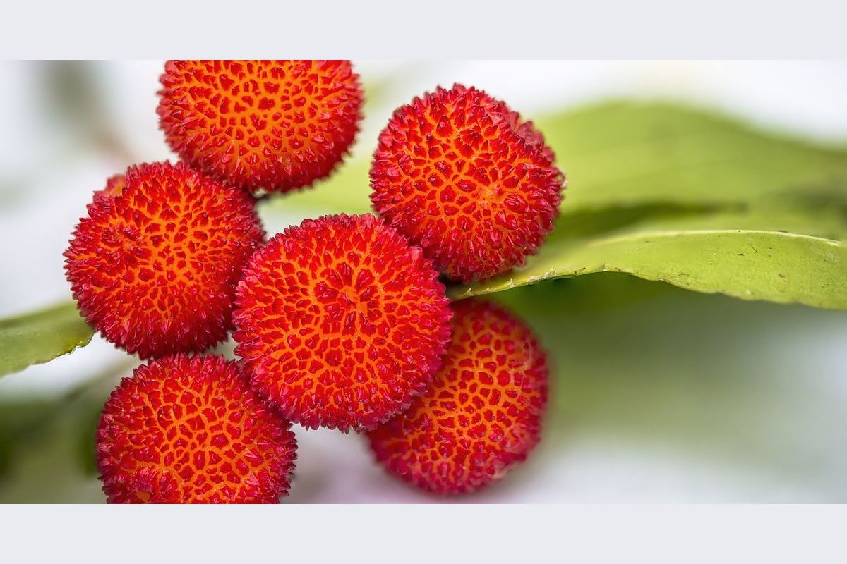 This Is Probably the Most Difficult Fruit Test Out There