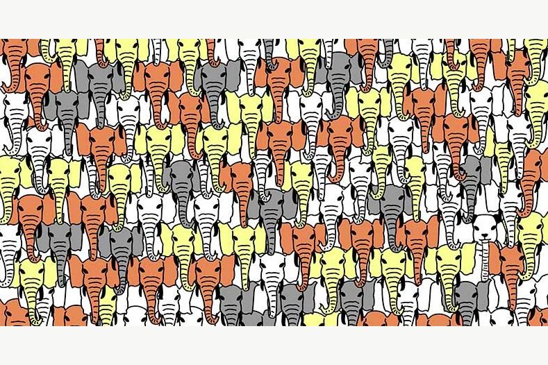 Can You Spot the Panda Hidden in These Elephants?