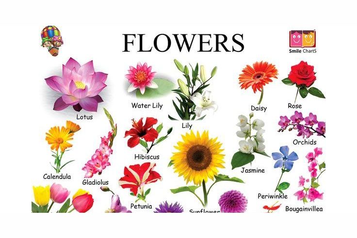 Do You Recognize These Common Flowers Every Adult Should Know?