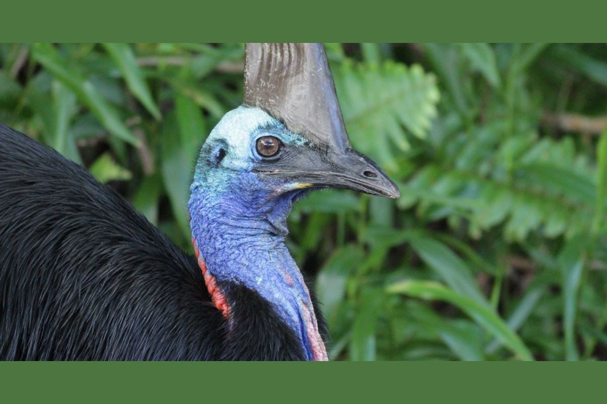 What Kind of Exotic Animal (That Most People Have Never Heard Of) Are You?