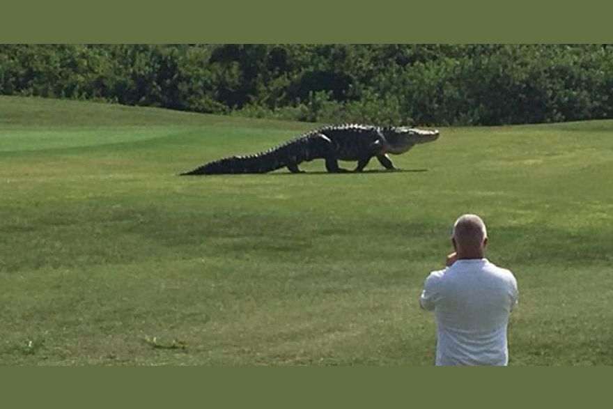 Meanwhile In Florida, This Giant Alligator Does Not Give A Single Damn