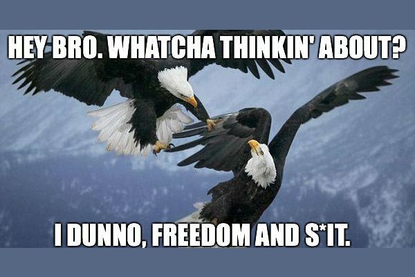 10 Funny 4th Of July Memes To Laugh At This Independence Day 2015