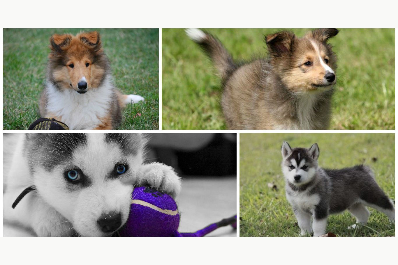 Can You Tell The Difference Between These Dog Breeds?