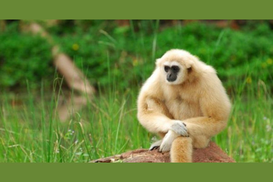 What Gibbon are you?