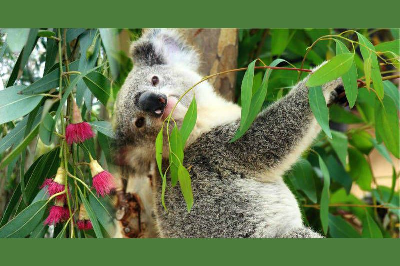 Can You Survive The Outback?