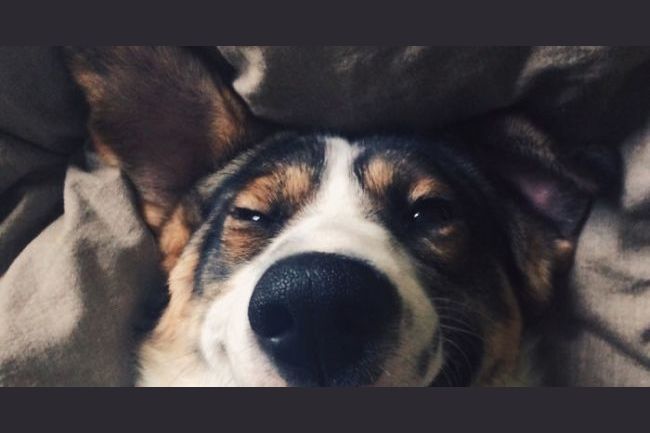 10 cachorros que são mais felizes que você