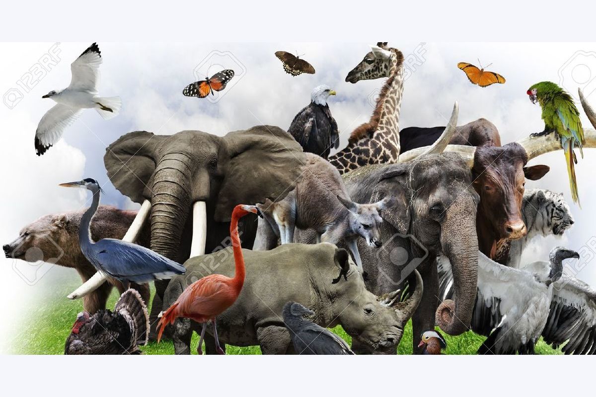 What animal are you?