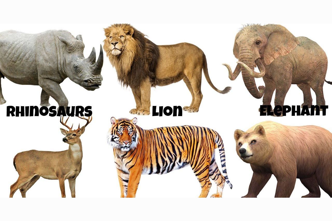 What is the best animal?