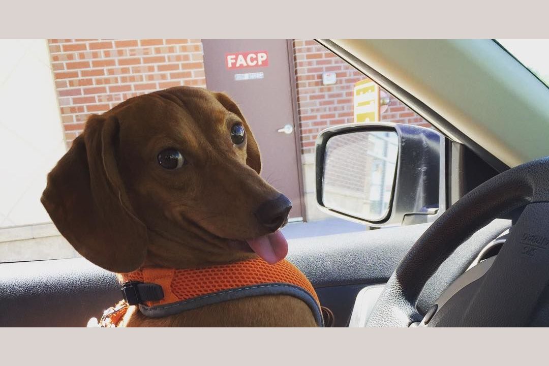 20 Dogs Who Don't Know They Are Dogs