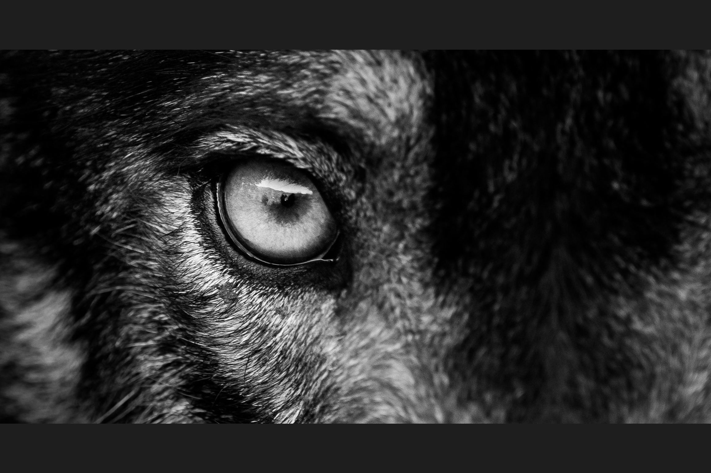 Which Animal Were You In A Past Life?