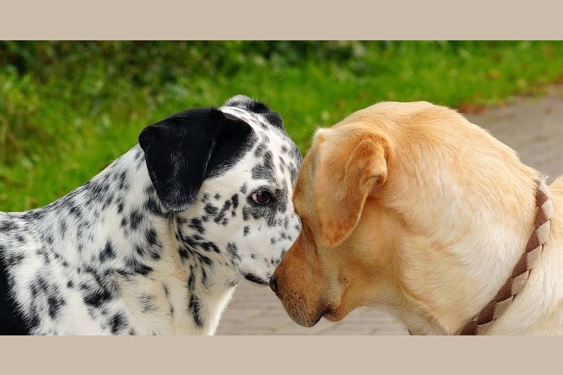 What kind of dog are you?