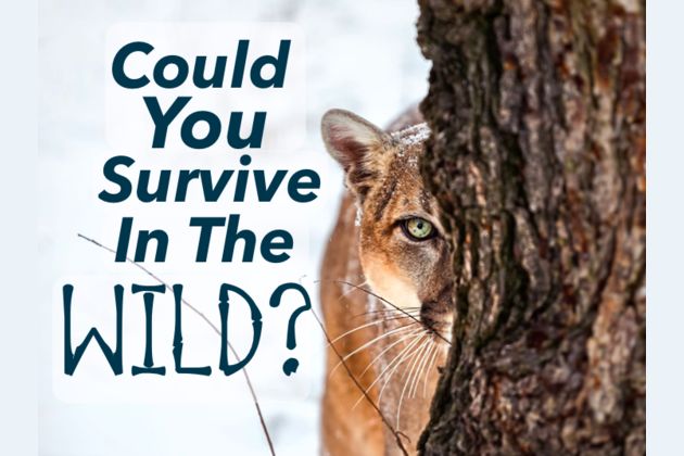 Could You Survive In The Wild?