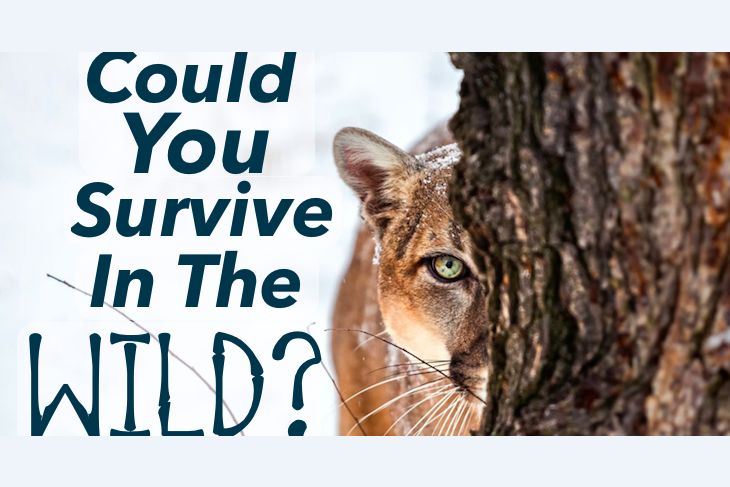 Could You Survive In The Wild?