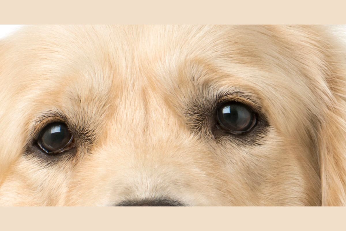 Can You Name The Dog Breed By This *Extreme* Zoom-In?