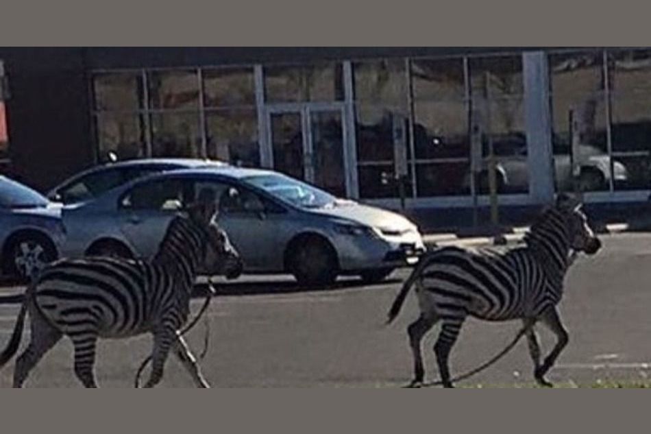Zebras Escape Philadelphia Zoo And Gallop On The Streets