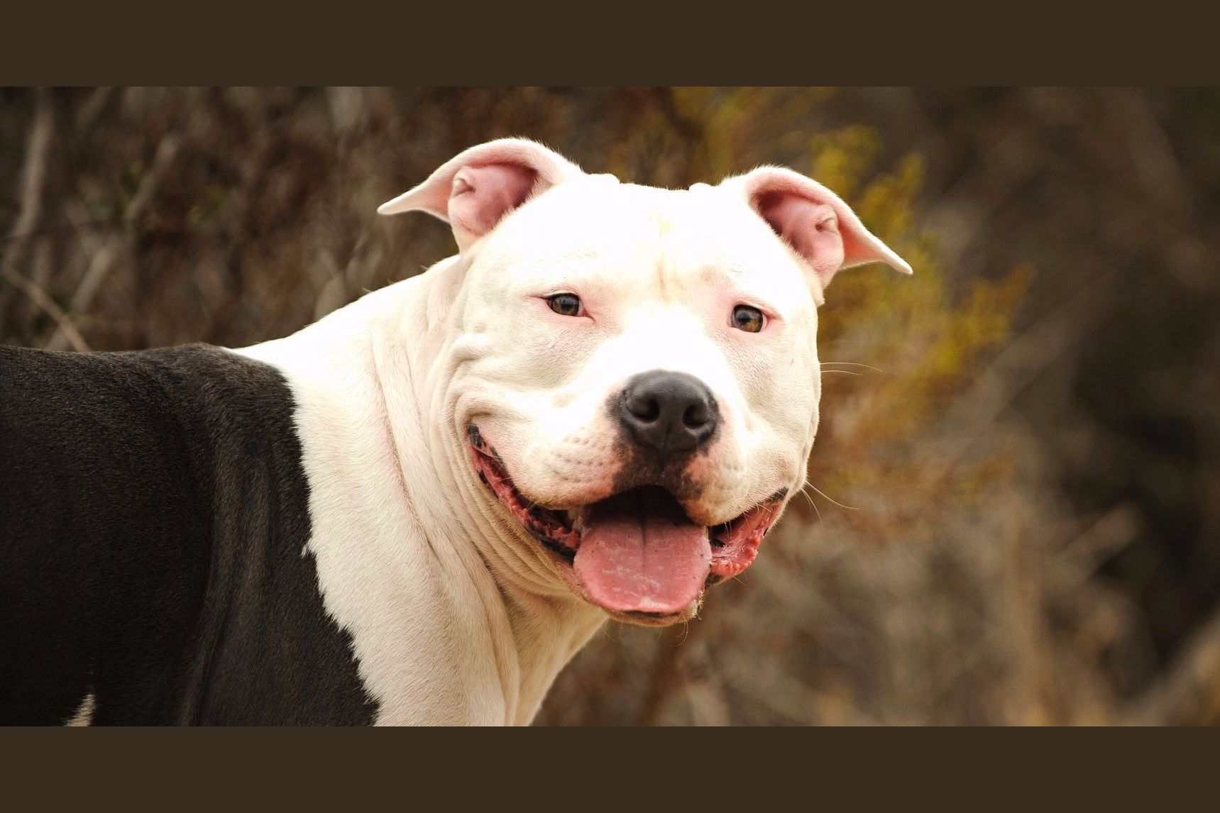 Only 1 In 25 People Can Name The 50 Most Popular Dog Breeds