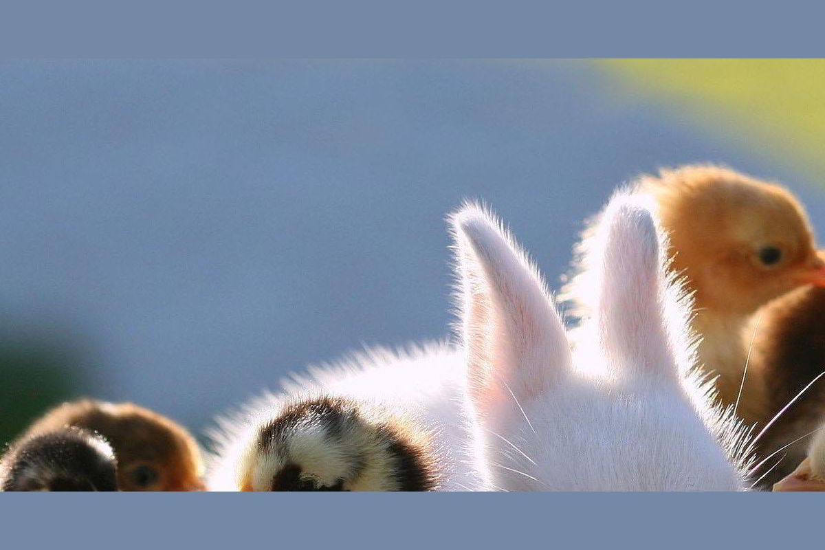 What Animal Are You Most Like?