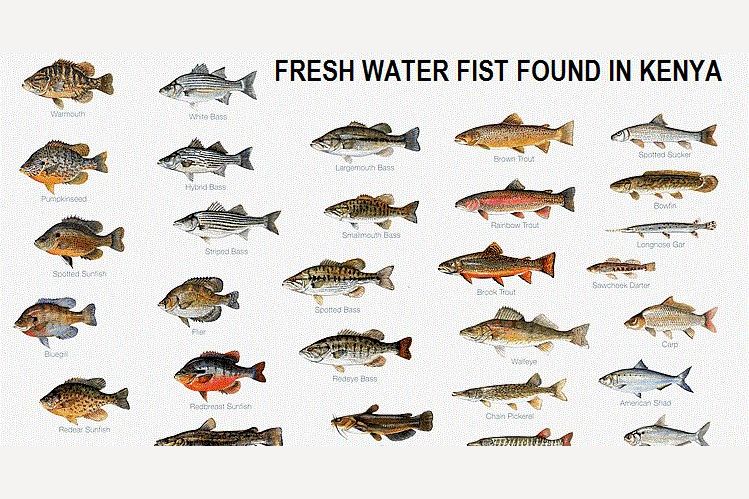 What fish are you linked to?