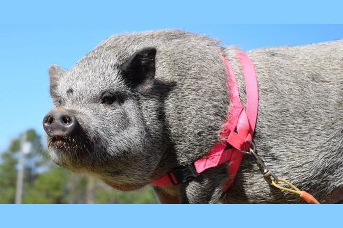 The BEST Mini Pig Harness