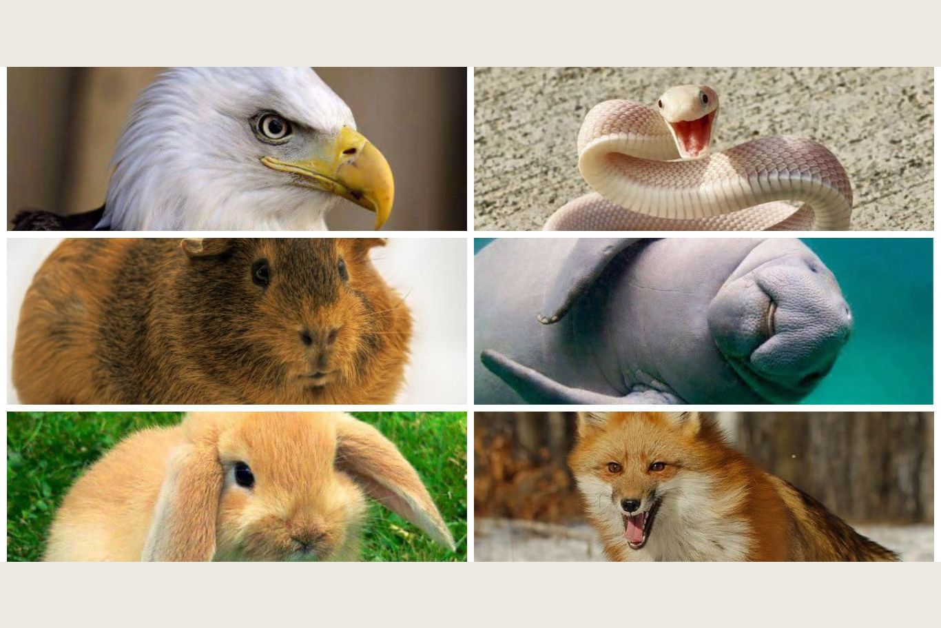 Can You Guess These Animals Hilarious Internet Names?