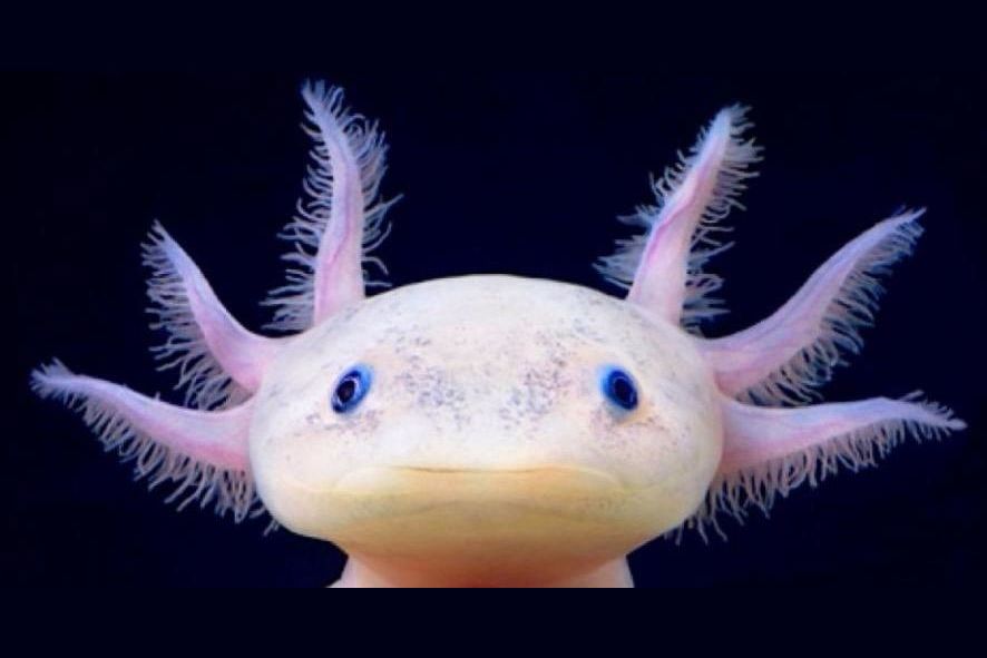 OutdoorHub: Can You Identify These 10 Little Known North American Critters?