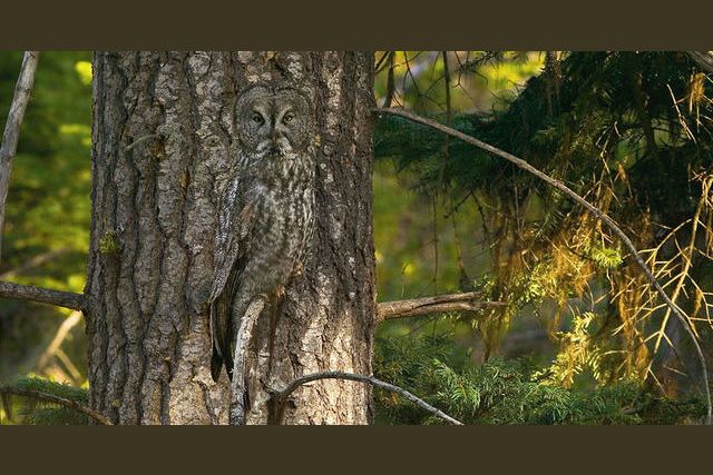 ¿Puedes ver a los animales camuflados en estas imágenes?
