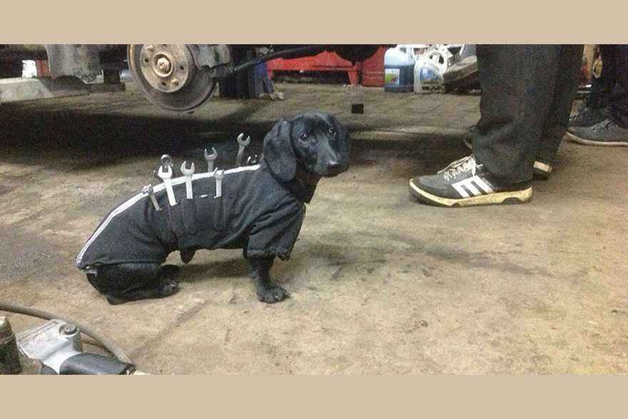 Everyone Meet Tool Dog, The Cutest Mechanic On Earth