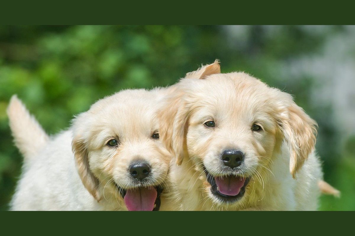 What is your sprit animal