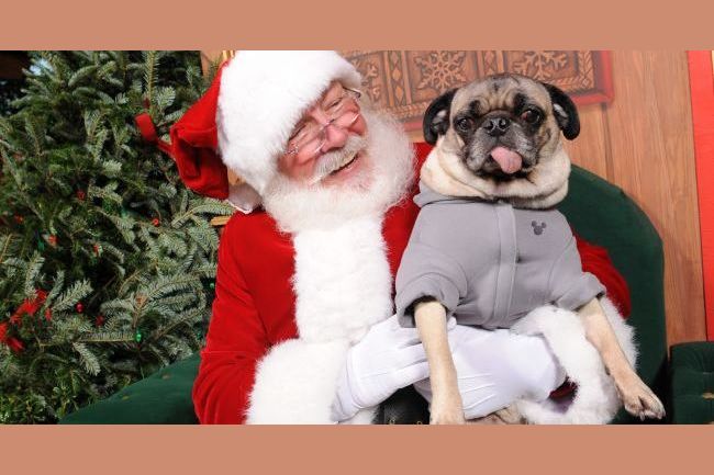 Is Your Dog On Santa's Naughty Or Nice List This Year?