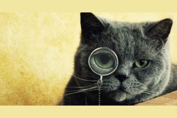 How Smart Is Your Cat?