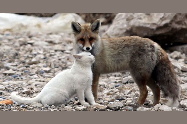 A Fox And A Stray Cat Became Unlikely BFFs, And It's The Most Adorable ...