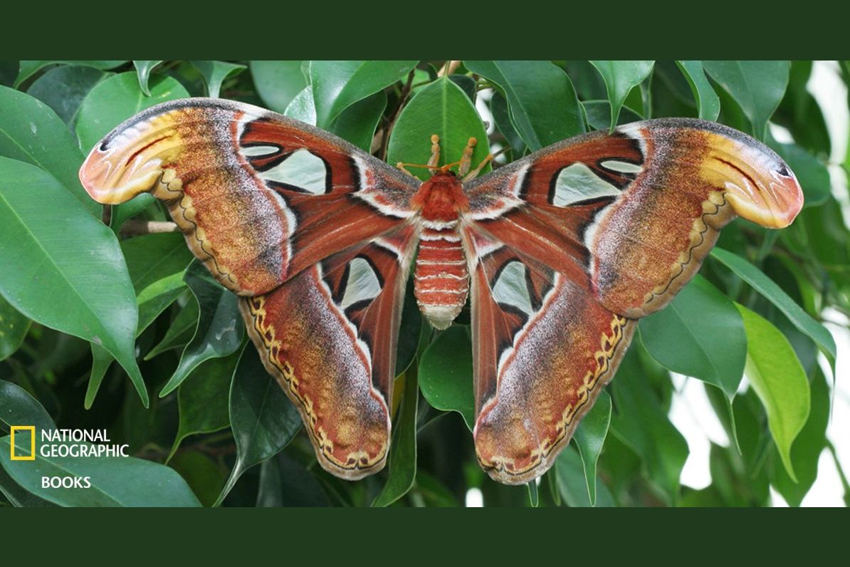 7 Awesome Insects To Bug Out Over