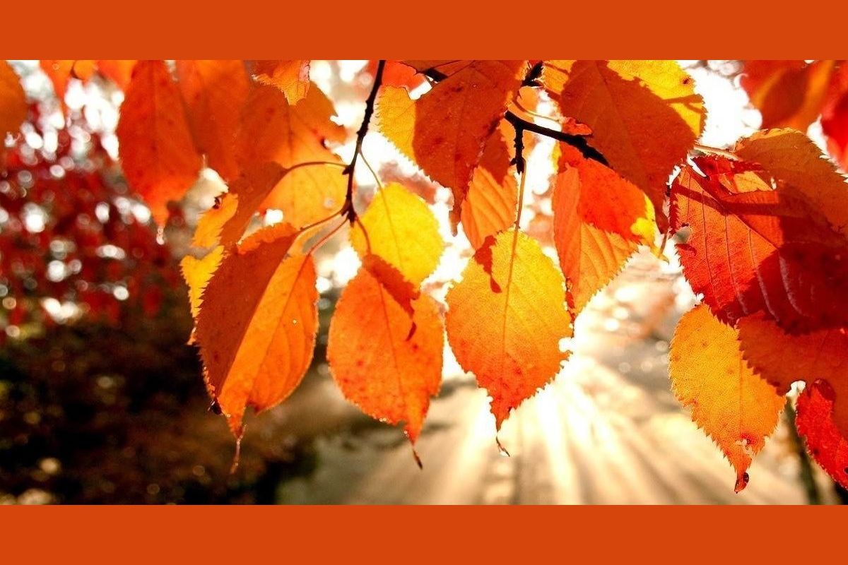 What fall item are you?