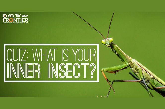What Is Your Inner Insect?