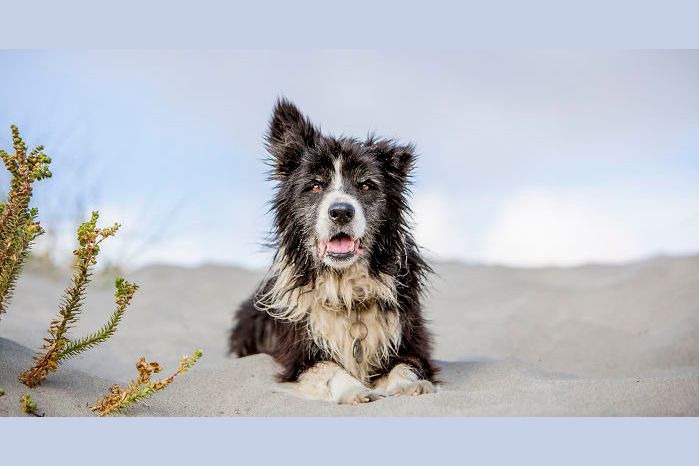 A Dog Who Vanished 7 Years Ago Has Reappeared