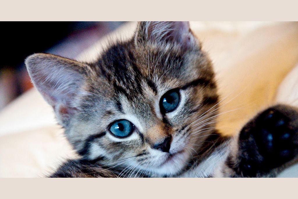 What type of cat are you?