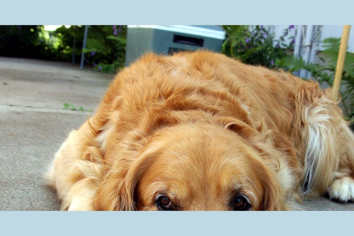 12 Questions: How Stereotype Is Your Dog?